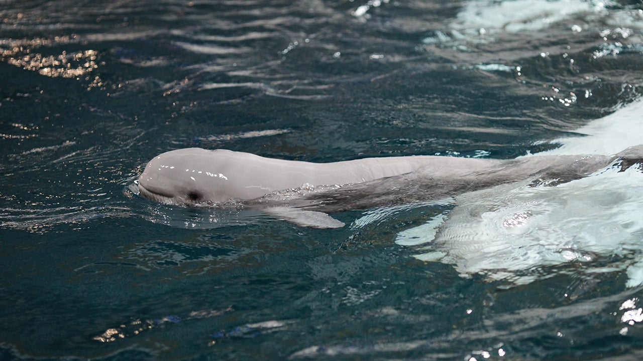 Adorable Baby Beluga Born at Aquarium (PHOTOS) | The Weather Channel