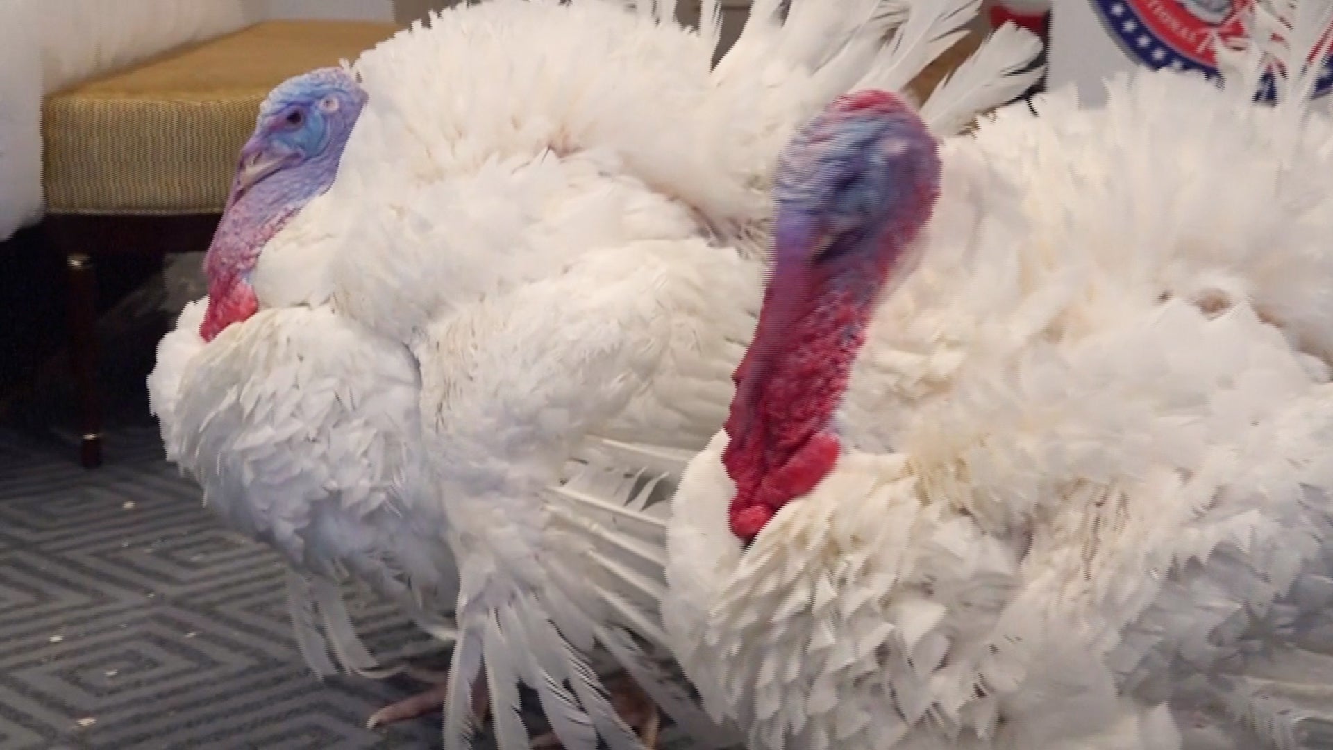 Radar Shows Ancient Roman City in Astonishing Detail - Videos from The ...