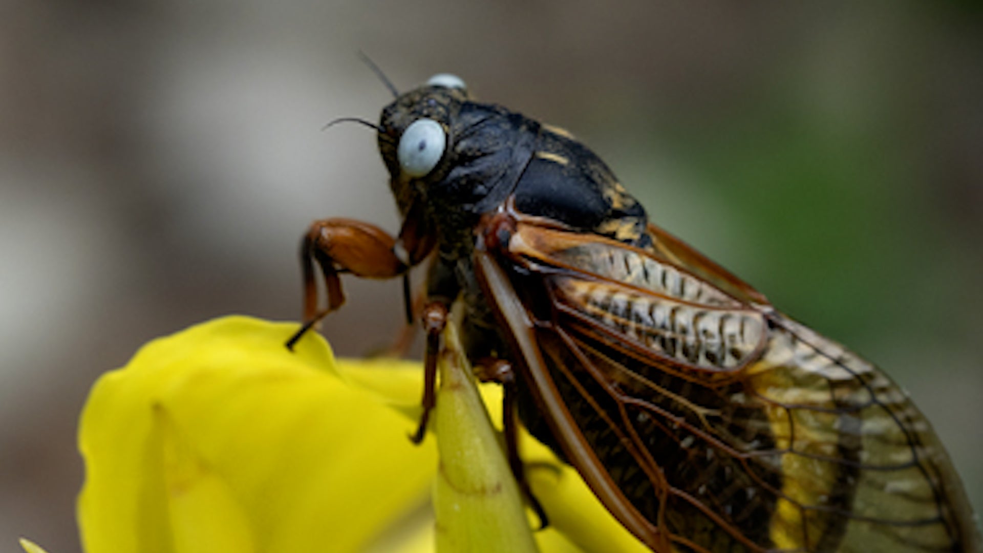 Rare Cicada Spotted Near Chicago - Videos from The Weather Channel