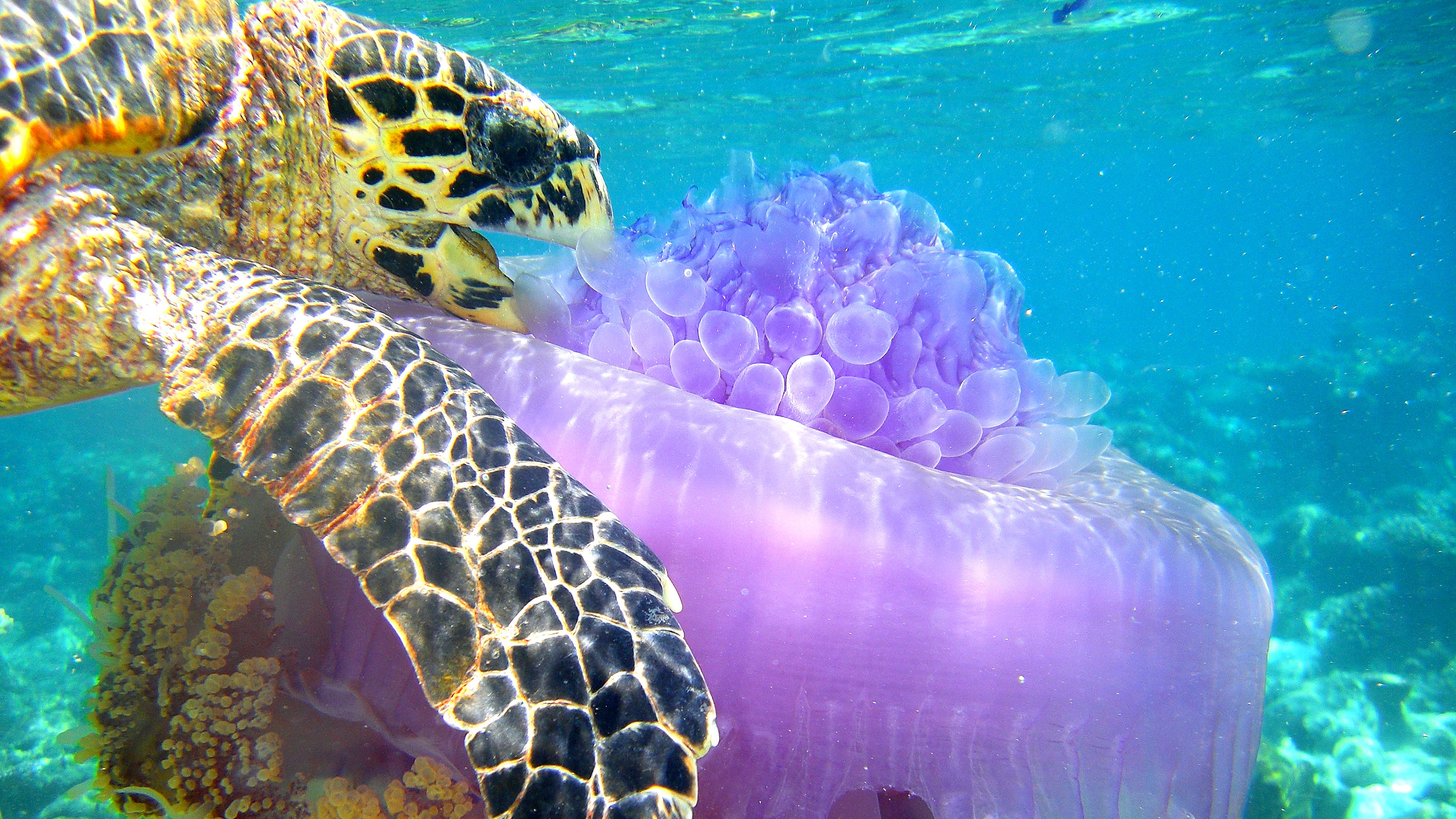 Wild Photos from the Society of Biology Photographer of the Year ...