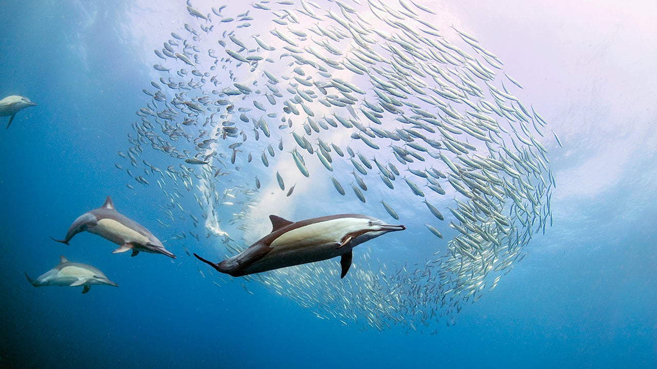 Getting Up Close and Personal with Wild and Weird Sea Creatures | The ...