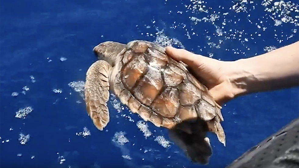 This Brave Turtle Completes A Massive Swim Across Atlantic Ocean ...