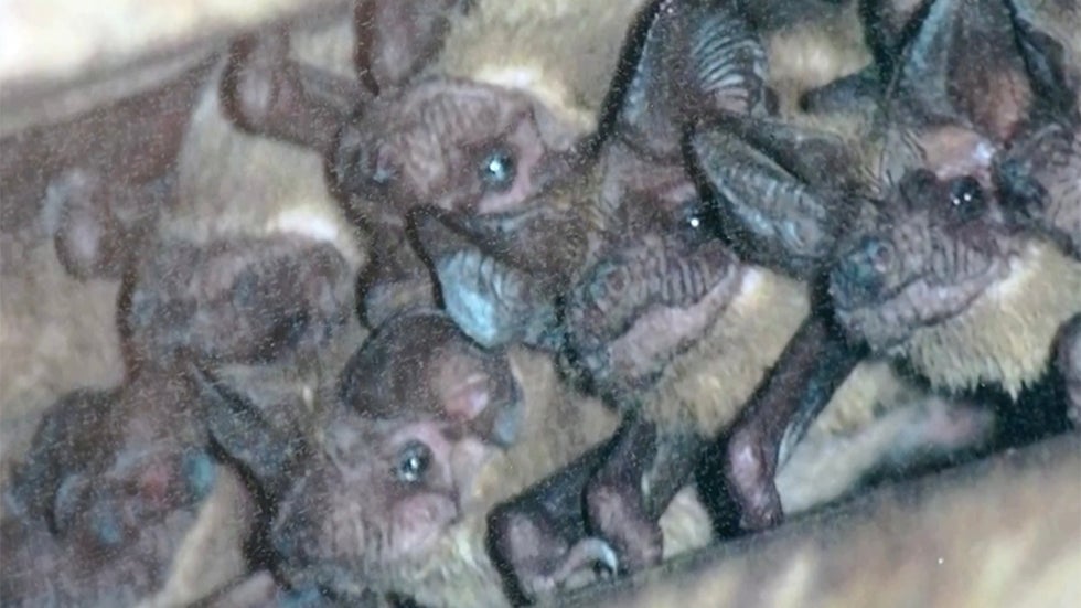 Exploding Ants Discovered in Borneo - Videos from The Weather Channel