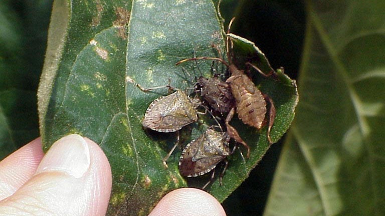 Burning Man Festival Site Is Swarming With Bugs | The Weather Channel