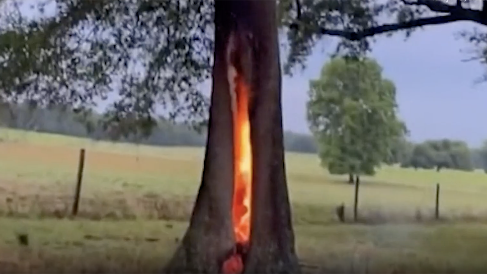 Roaring Flames From Inside Tree - Videos from The Weather Channel