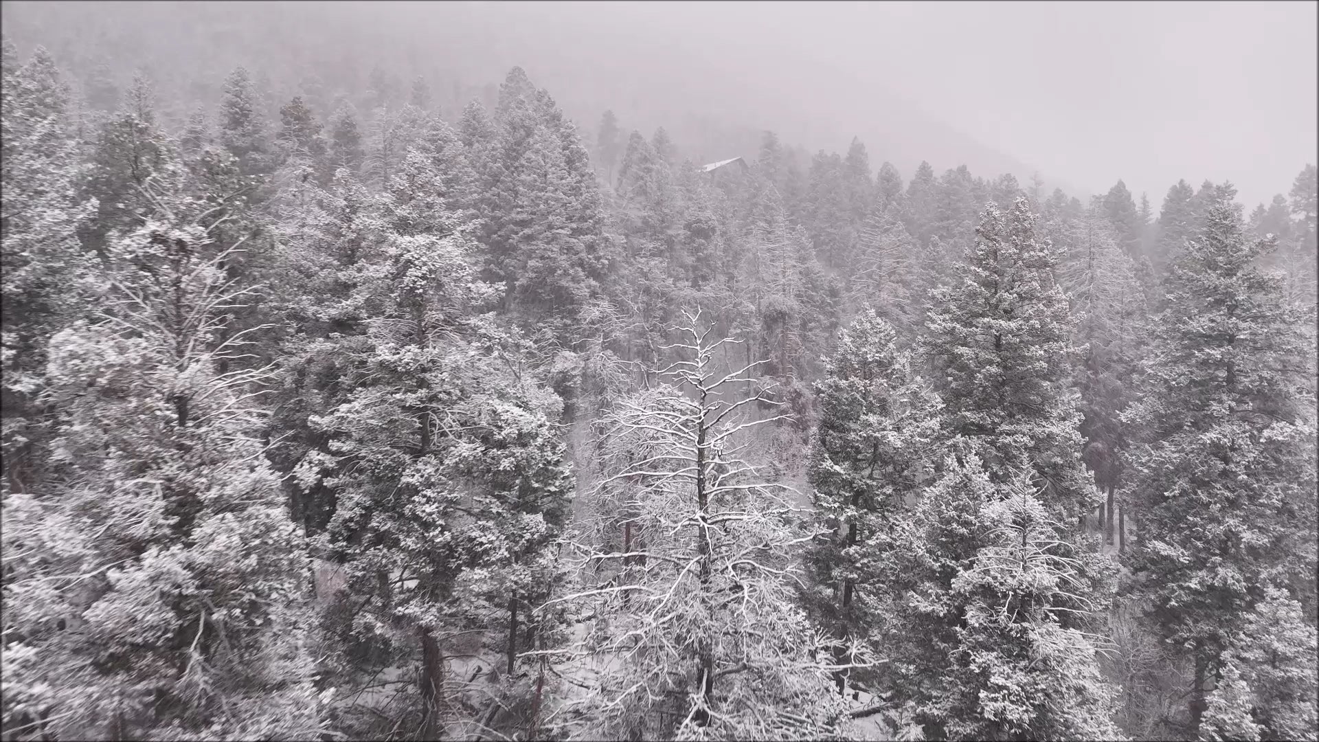 First Snowfall Is A Stunner In Cascade, Colorado - Videos from The ...