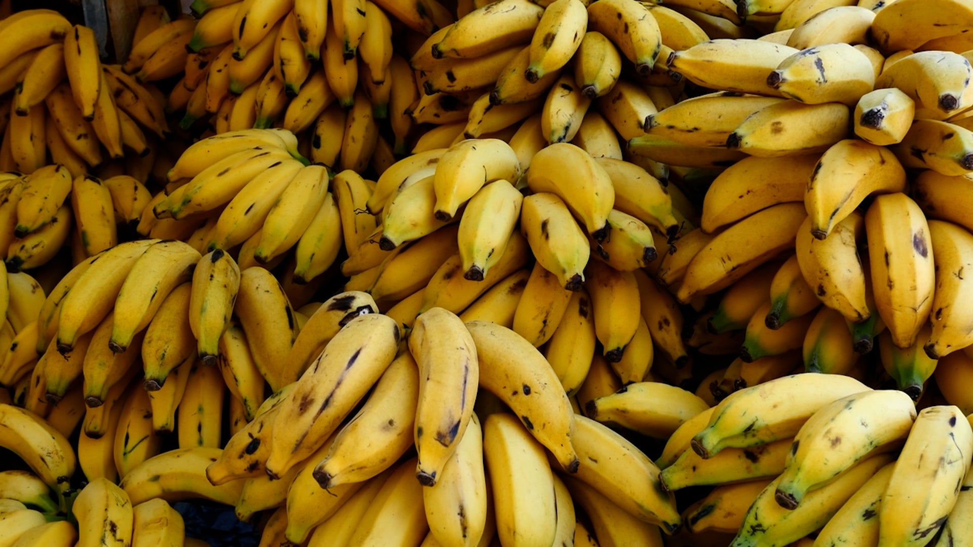 Bananas Could Decline Drastically - Videos from The Weather Channel