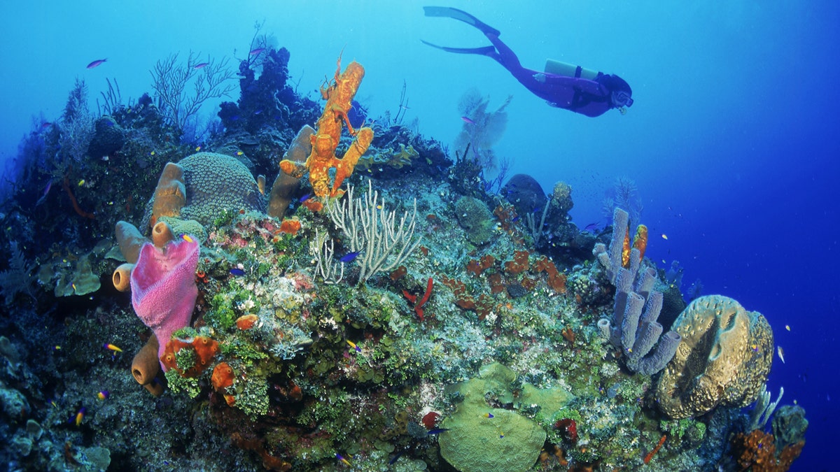Exfoliants In Face Wash, Toothpaste May Obstruct Coral Digestion, New ...