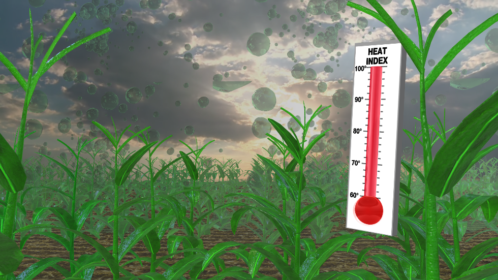 'Corn Sweat' Can Add To Midwest Humidity In Summer | Weather.com