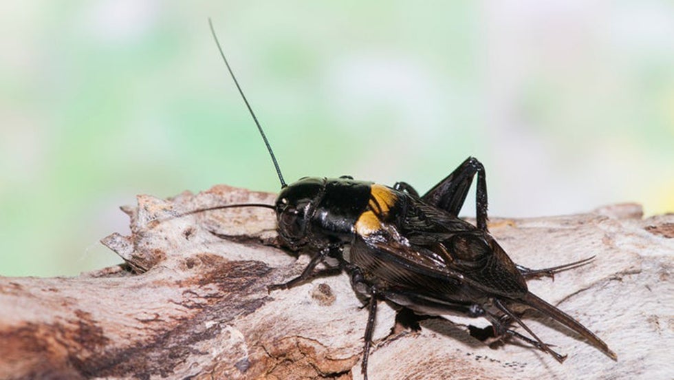 Can Cricket Chirps Tell You The Temperature? - Videos from The Weather ...