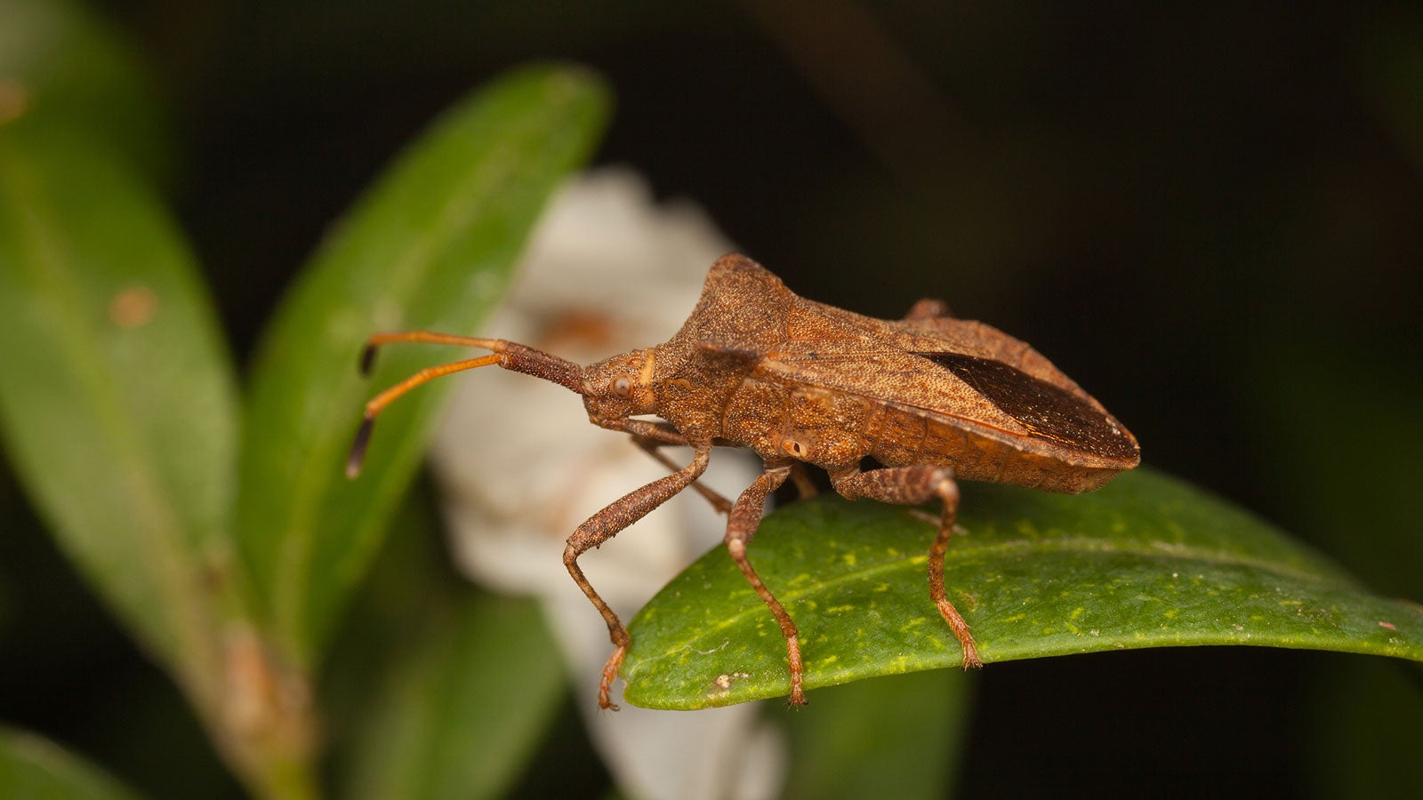 Stinkwanzen bedrohen Haselnussernte - Bald kein Nutella mehr? | The ...