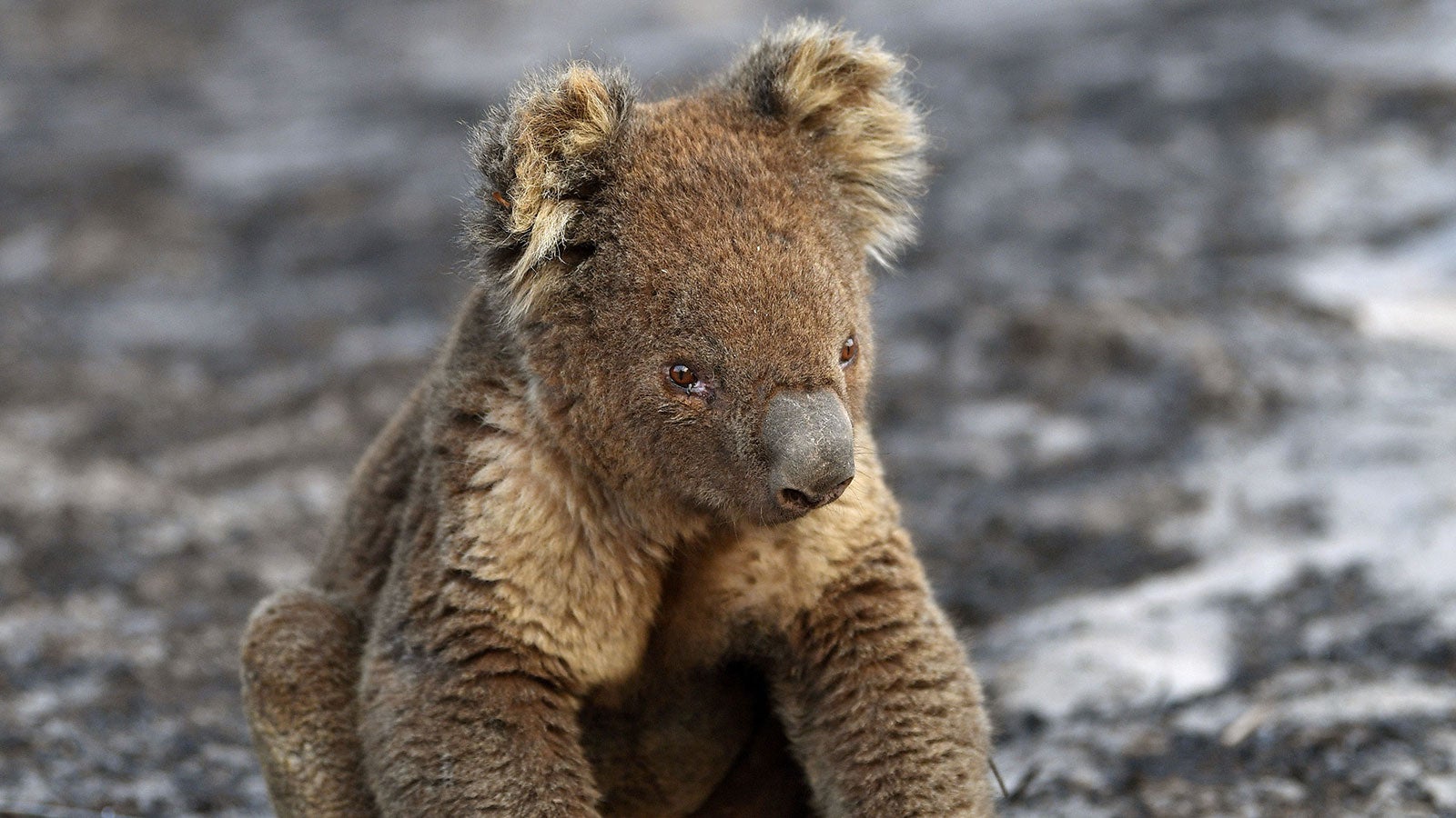 Studie zeigt: Stress macht Koalas anfällig für Chlamydien | The Weather ...