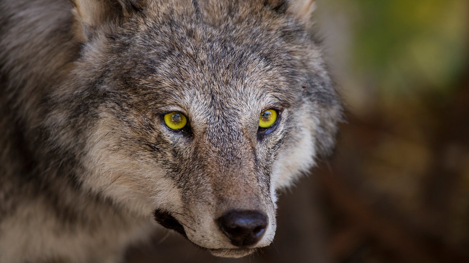 Angst vor dem Wolf! Schwäbischer Alb drohen schwere Zeiten | Weather.com