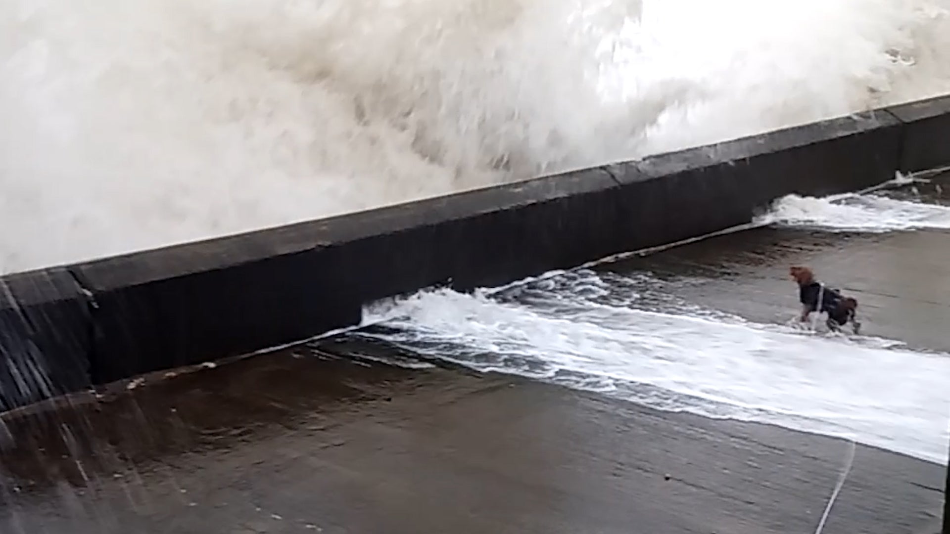 Wind-Whipped Waves in England Enchant Small Dog | The Weather Channel