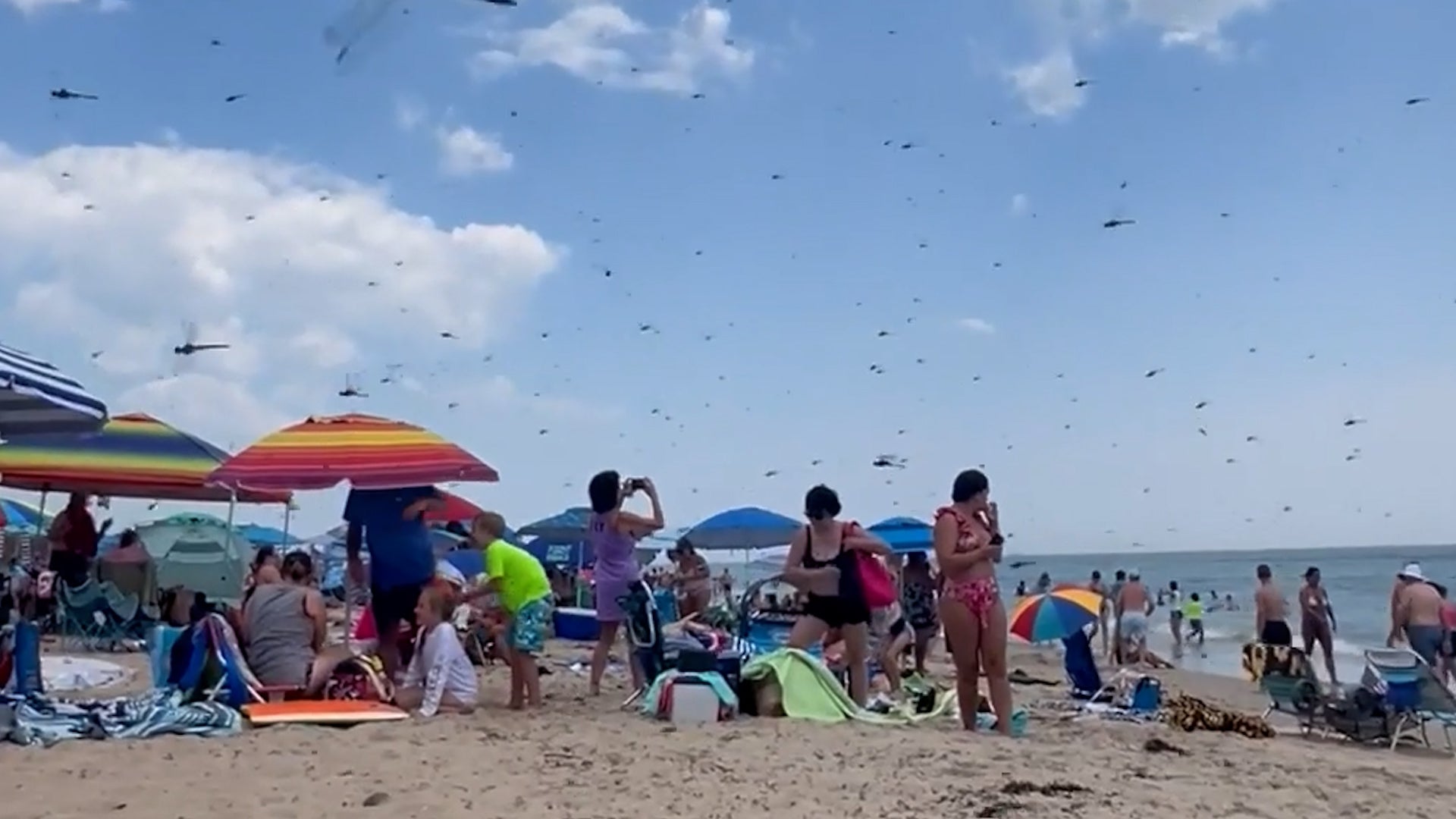 Watch: Dragonfly Swarm Blankets Rhode Island Beach - Videos from The ...
