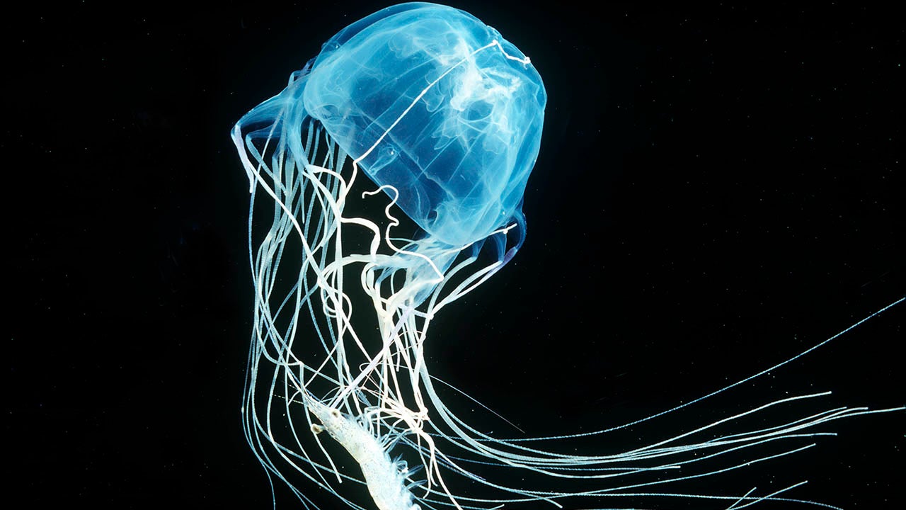 Vivid Life Beneath the Deep Blue Sea (PHOTOS) | The Weather Channel