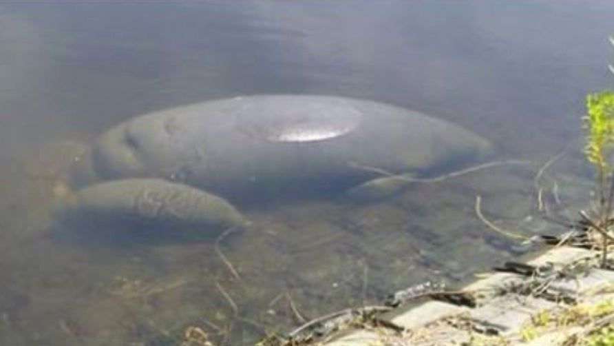 Stranded Baby and Mother Manatee Freed From Enclosure at Florida Marina ...
