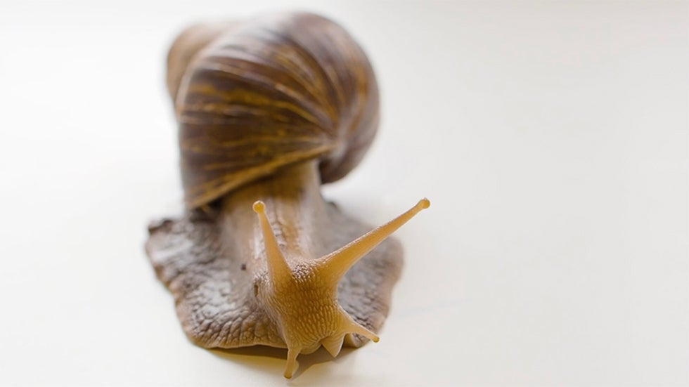 Dangerous Snail Prompts Quarantine - Videos from The Weather Channel