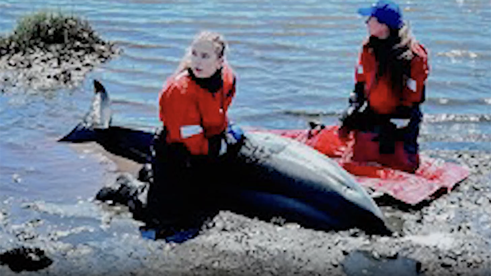 Strange Fish Washes Up on Oregon Beach - Videos from The Weather Channel