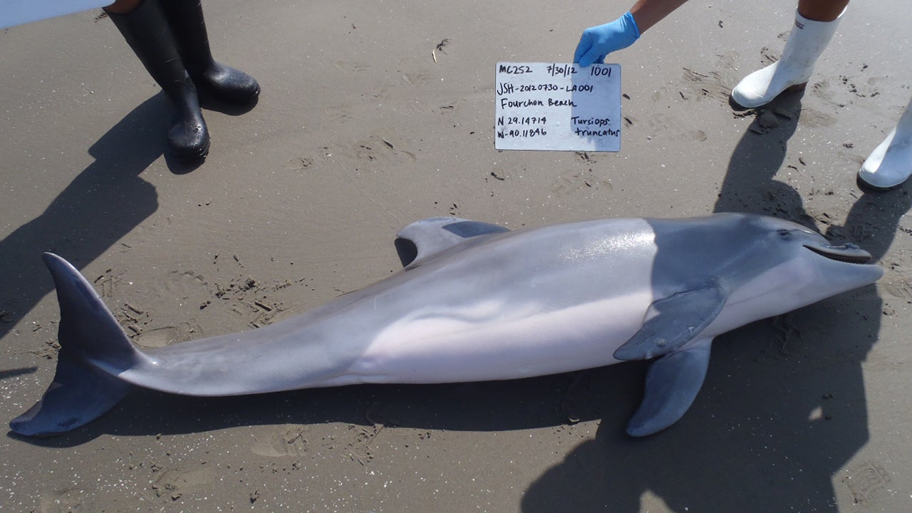 Dolphins Deaths Tied to Oil from Deepwater Horizon Spill | The Weather ...