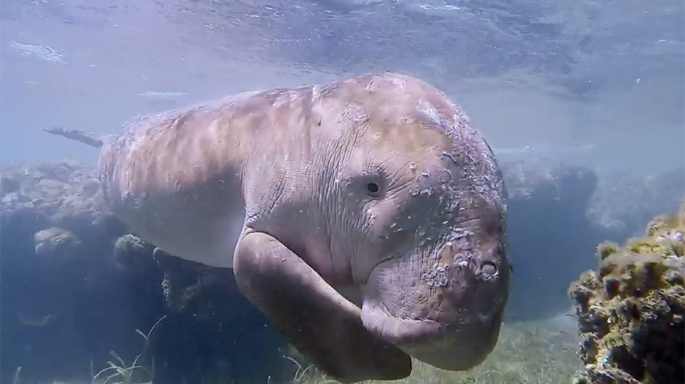 Dugongs, A Relative Of Manatees, Declared Extinct In China - Videos ...