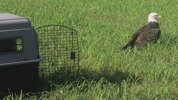 What Made This Bald Eagle ‘Too Fat To Fly?’ - Videos from The Weather ...