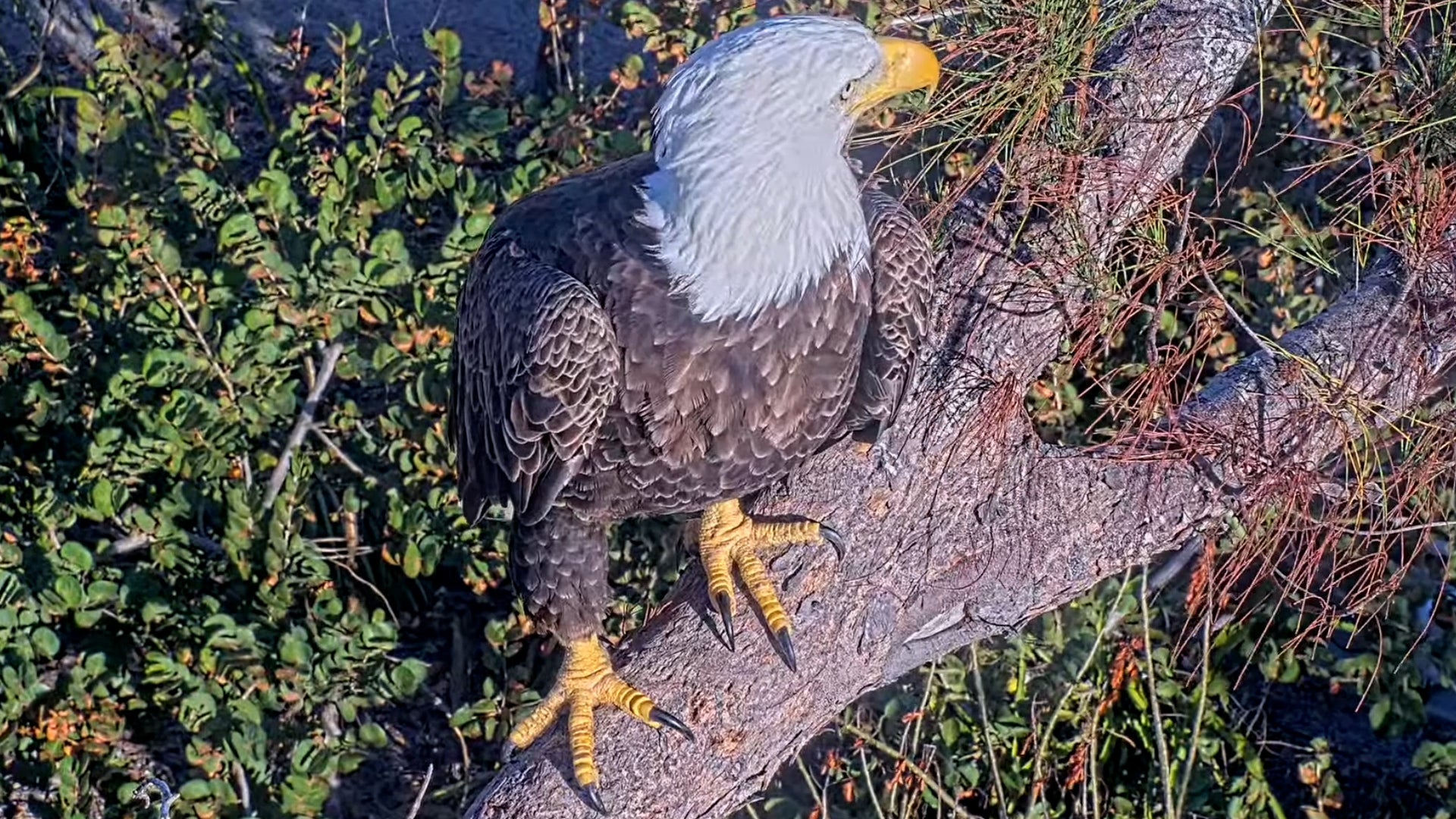 What Happened To The Eagle Who Rode Out Milton - Videos from The ...