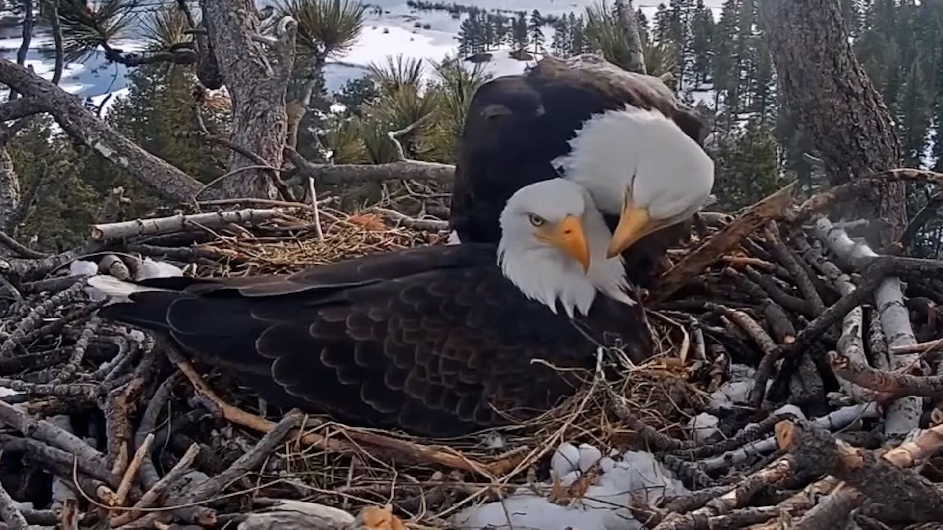 Meet Devoted Eagle Parents Jackie And Shadow - Videos from The Weather ...