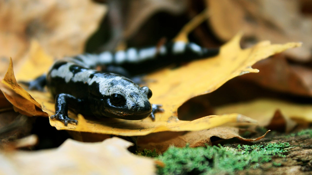 1 in 6 Species Could Go Extinct from Climate Change | The Weather Channel