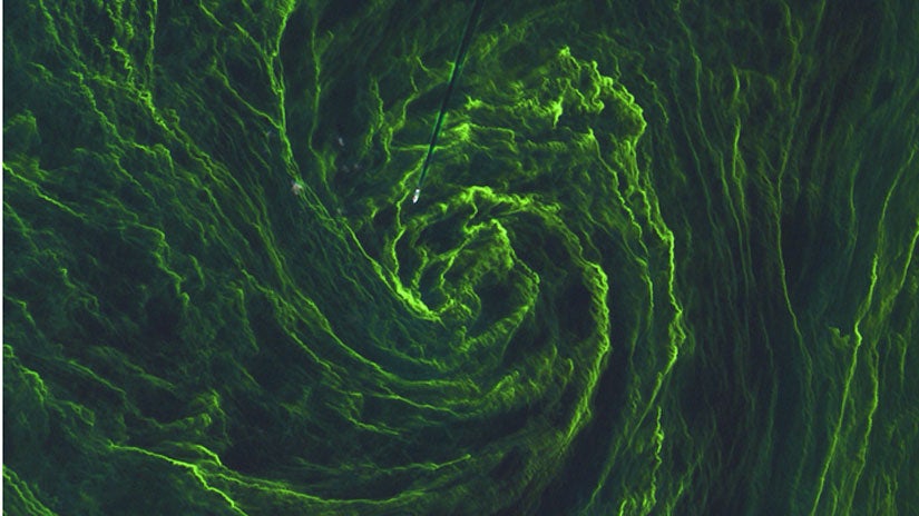 Baltic Sea Algal Bloom Looks Like a Hurricane in Image Taken from Space ...