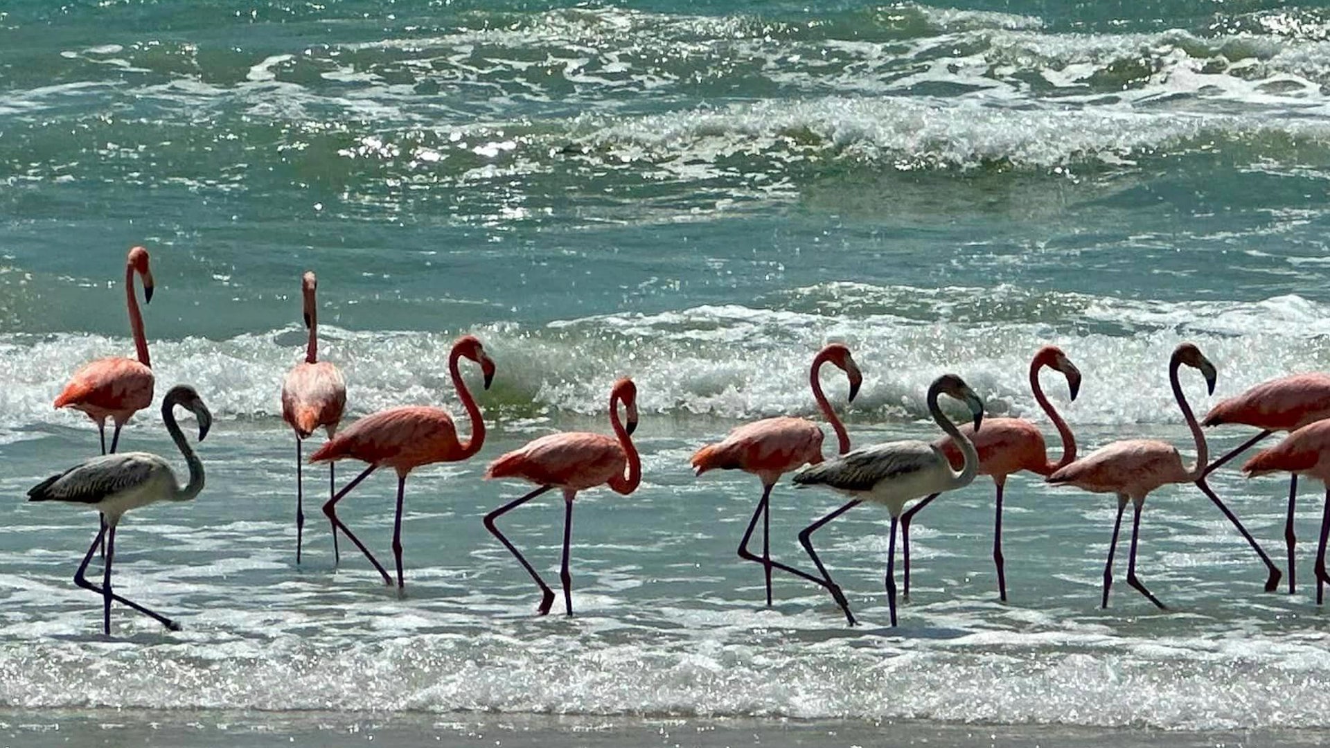 Flamingos Being Spotted In Odd Places - Videos from The Weather Channel
