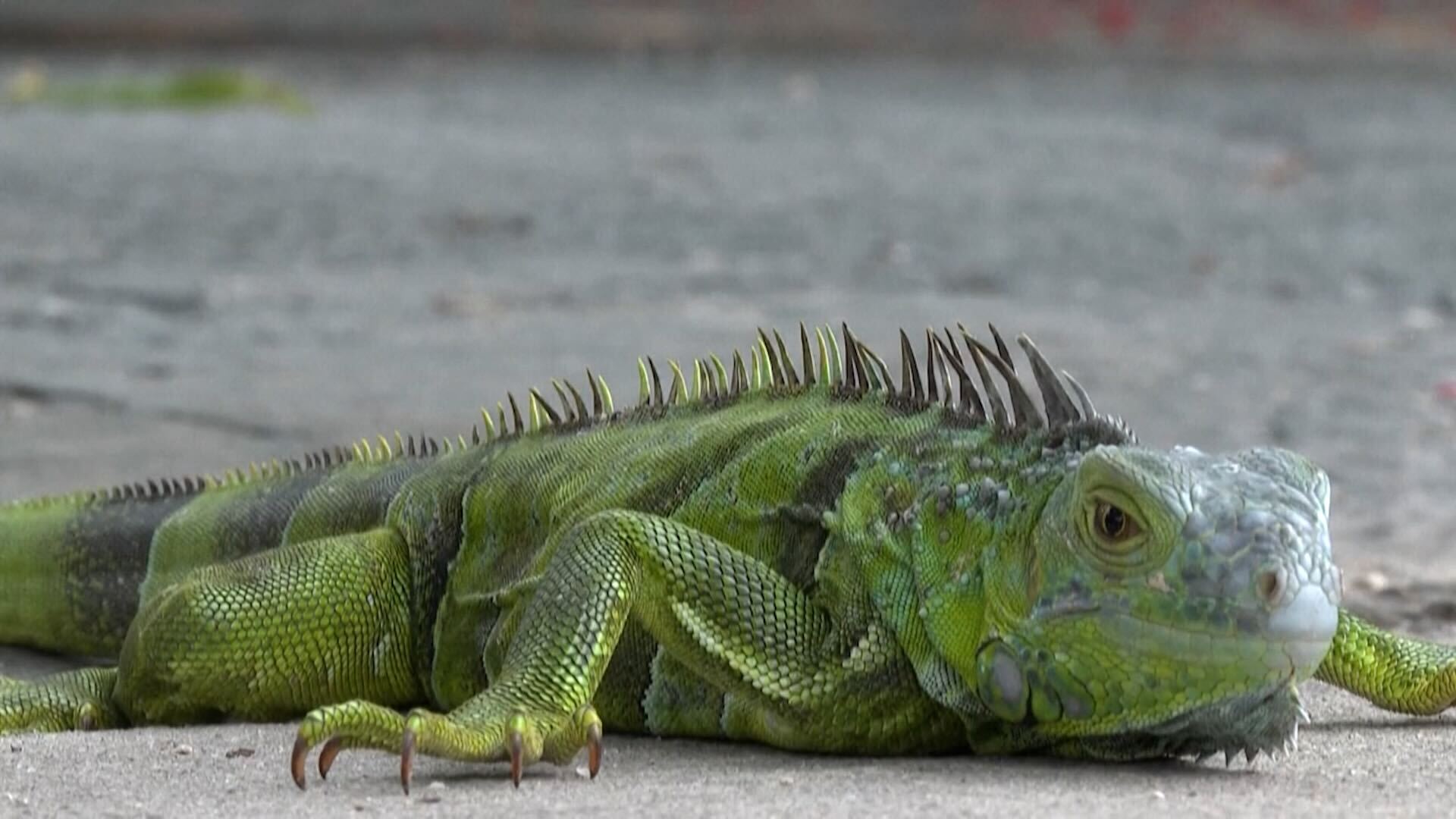 Volcano-Nado Spotted At Kilauea - Videos from The Weather Channel