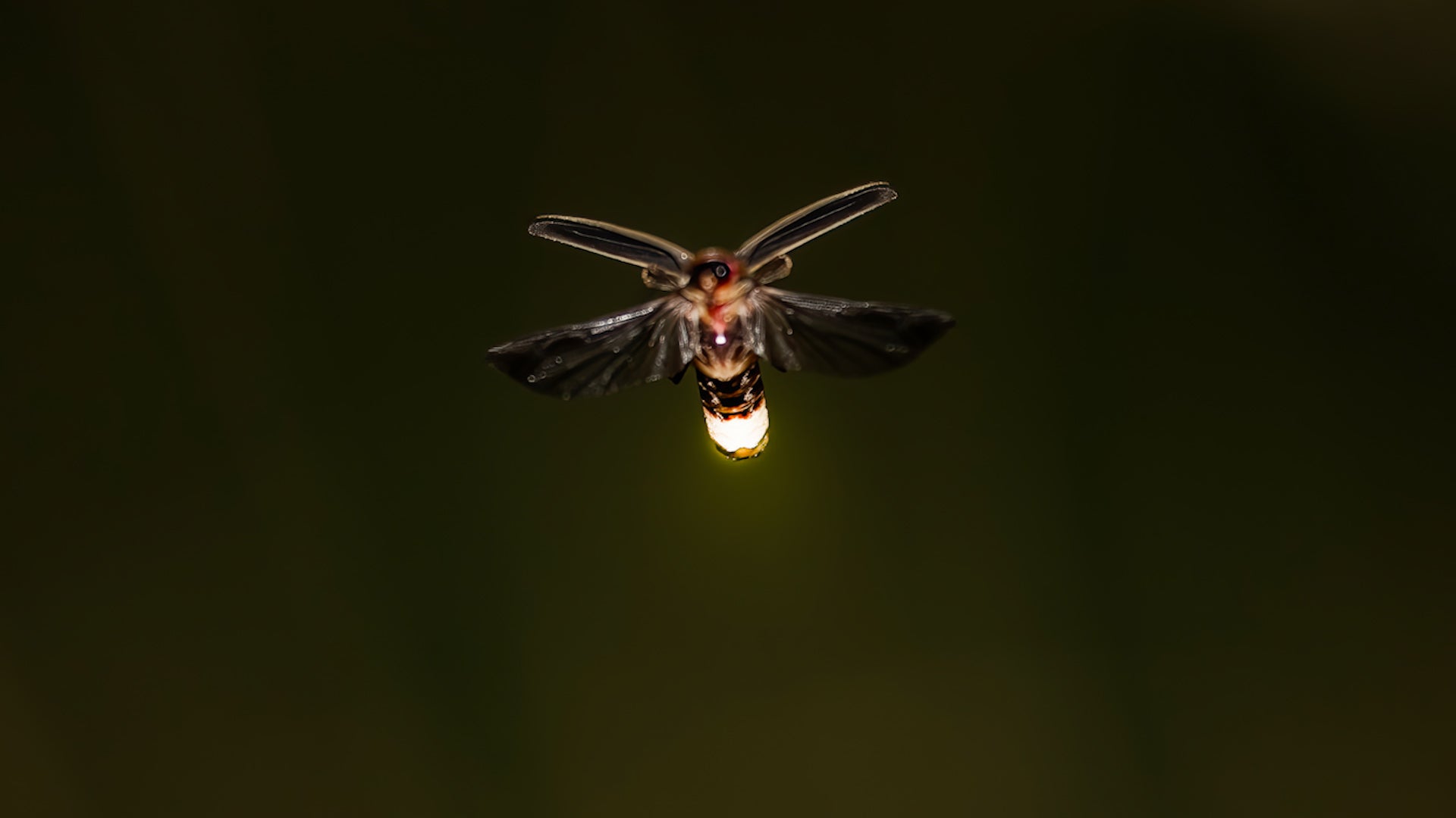 Firefly Insect Flying