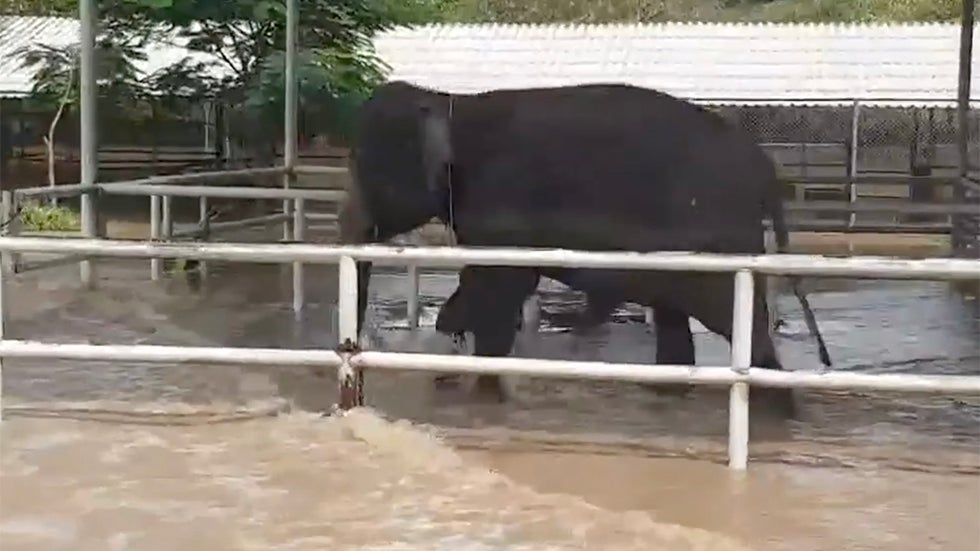 Animals Rescued From Flooding Zoo - Videos from The Weather Channel