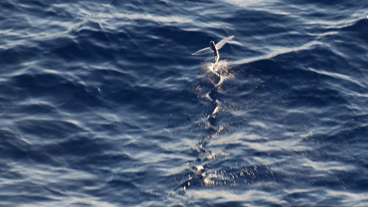 8 Creatures That Have the Surprising Ability to 'Fly' | The Weather Channel