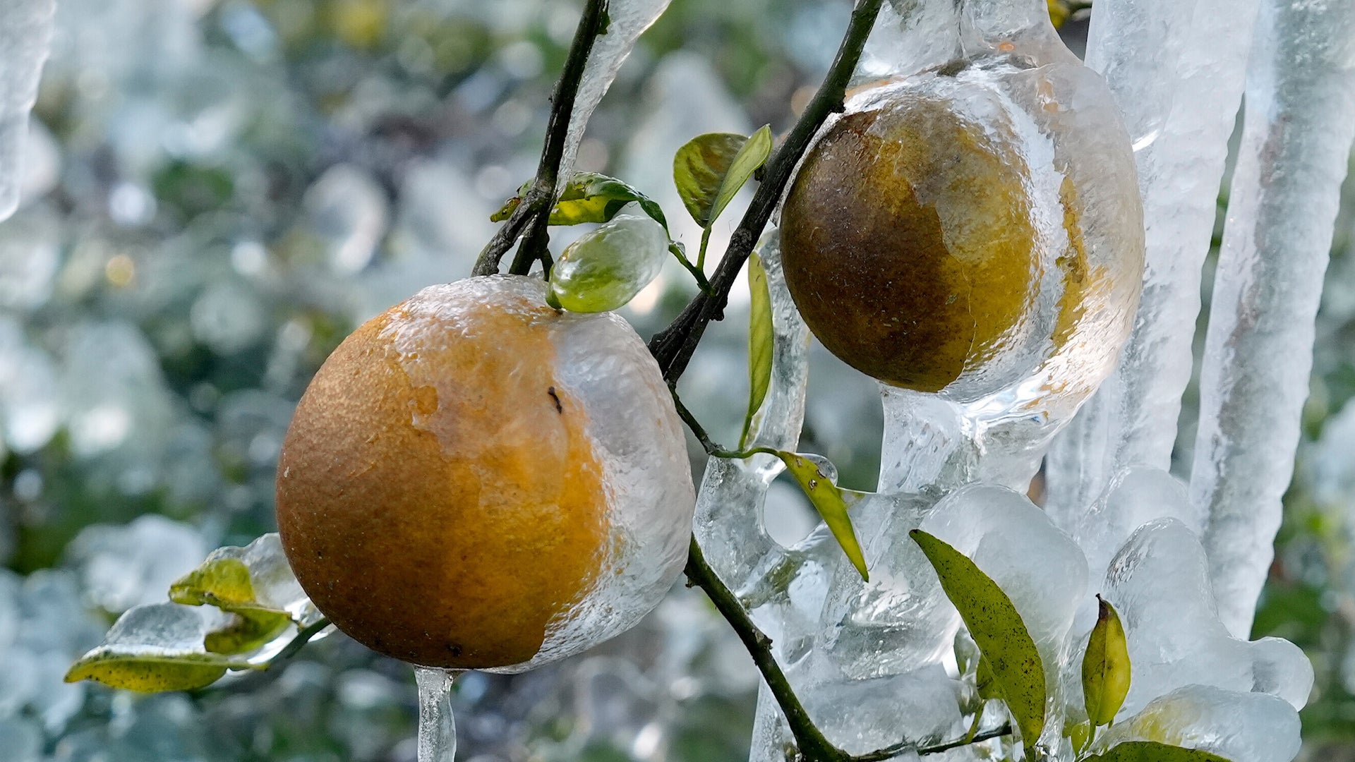 Spring's False Start: Early Arrival Gets Stalled by Lingering Cold ...