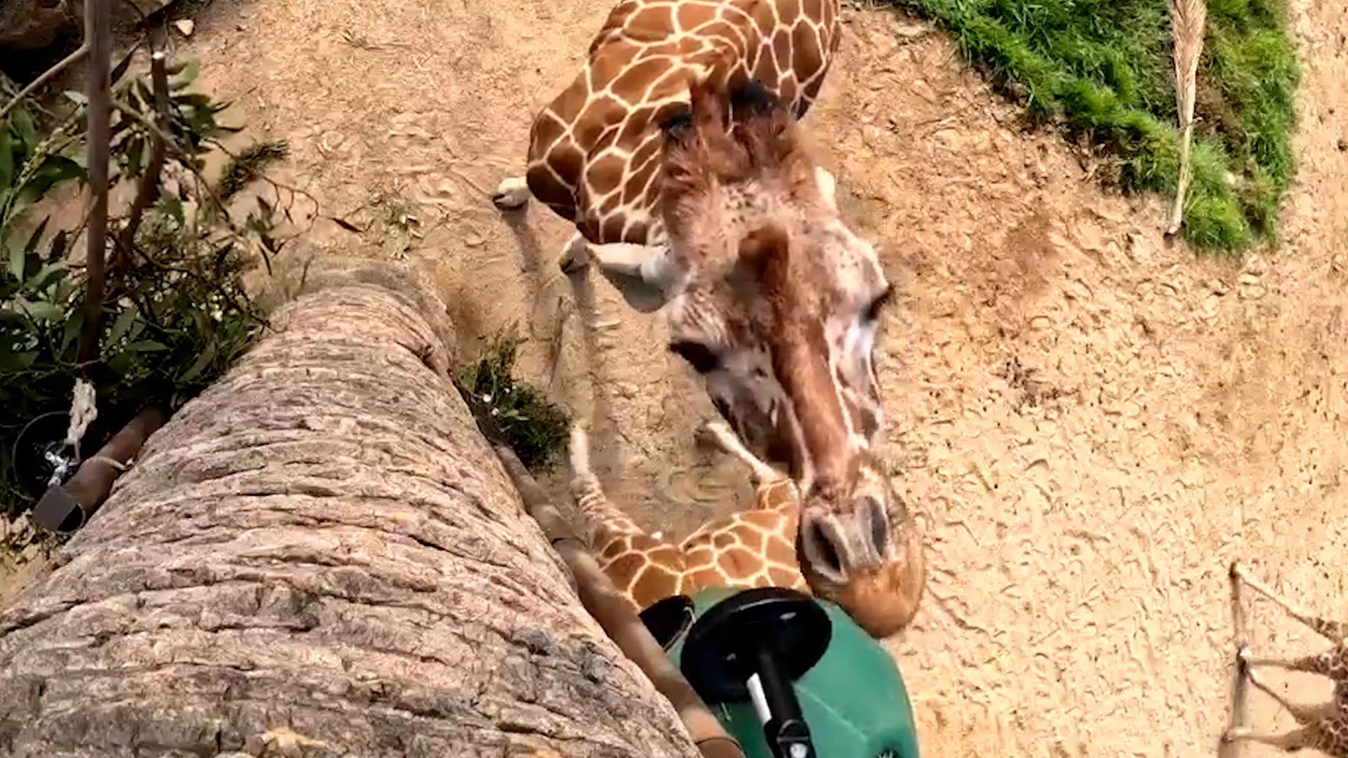 Elevated Giraffe Snacks: Fun For Everyone - Videos from The Weather Channel