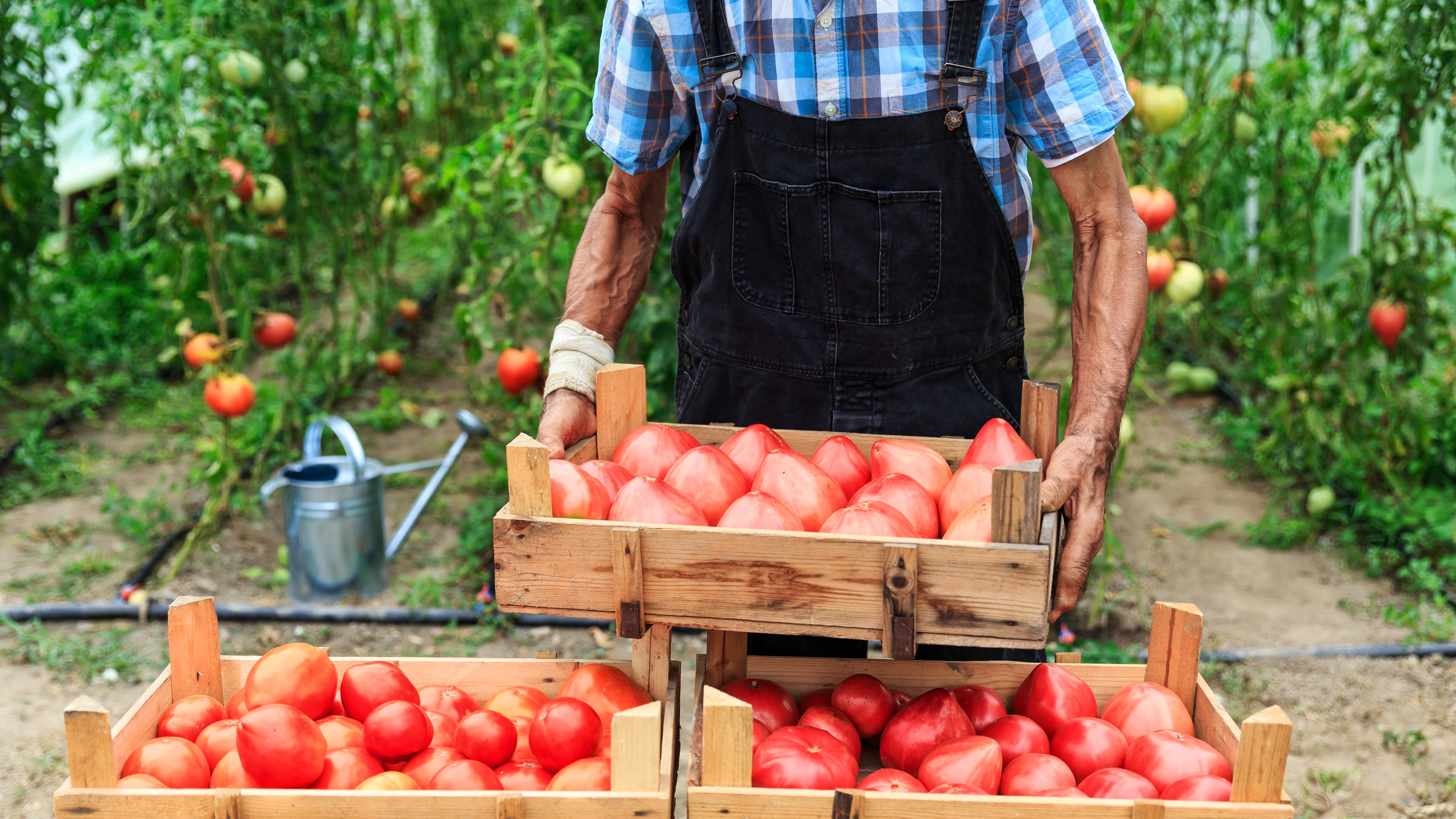 IBM, David Clark Cause Award GardenMate Top Call for Code Prize ...