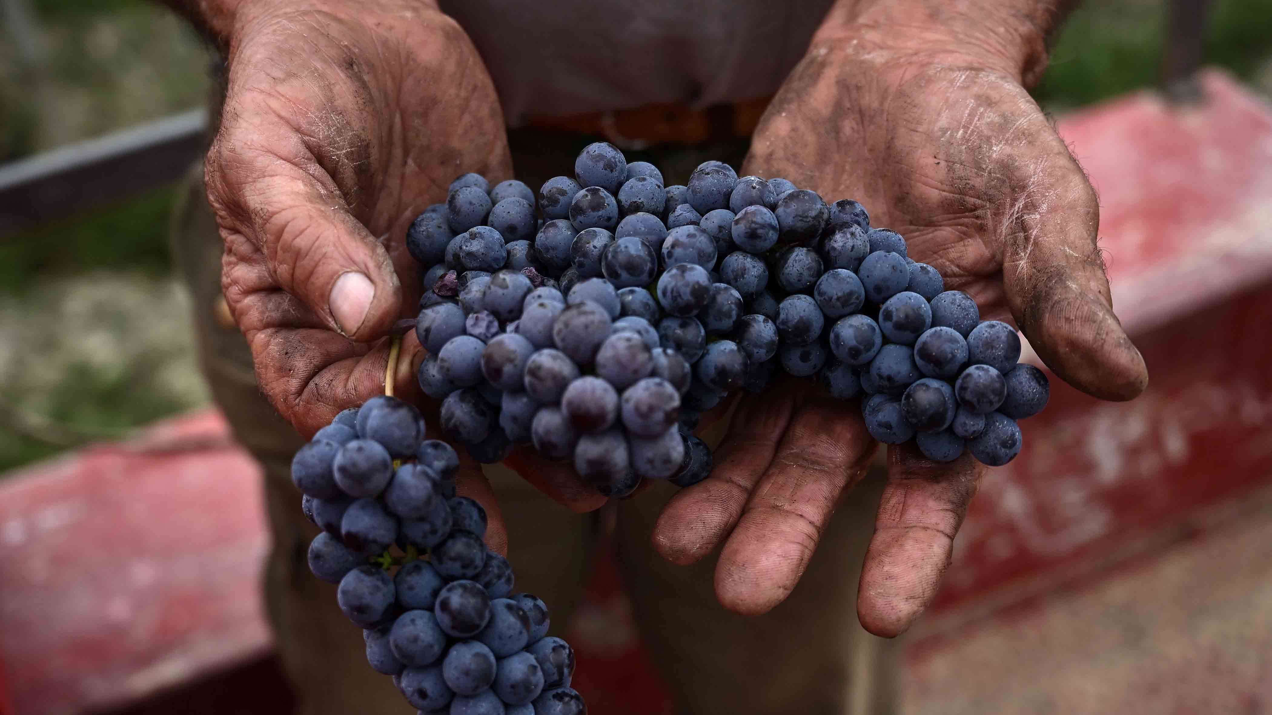 Climate Change Could Force Winemakers to Seek New Varieties of Grapes ...