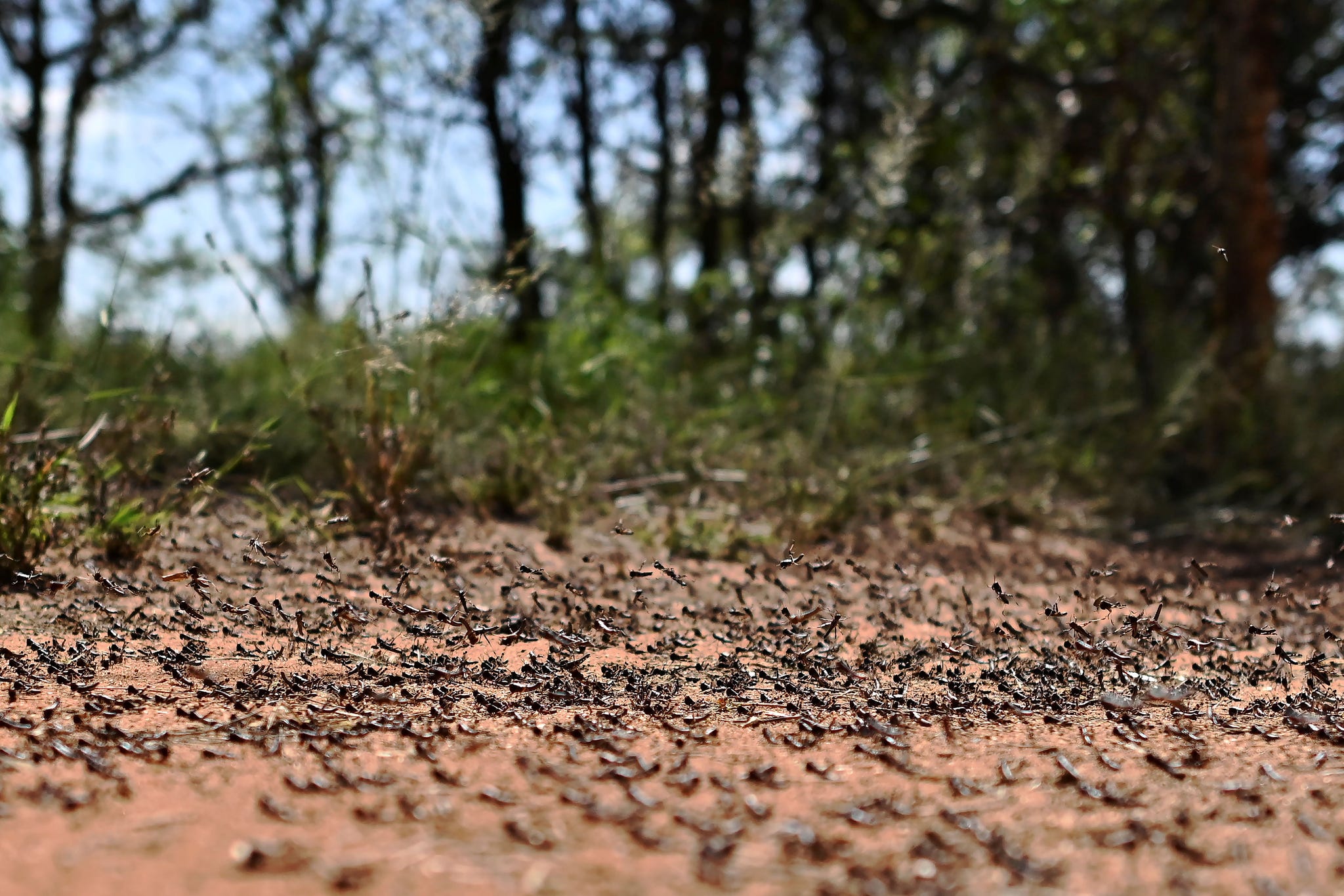 Unbelievably Large Swarm of Locusts Threatens Middle East | The Weather ...