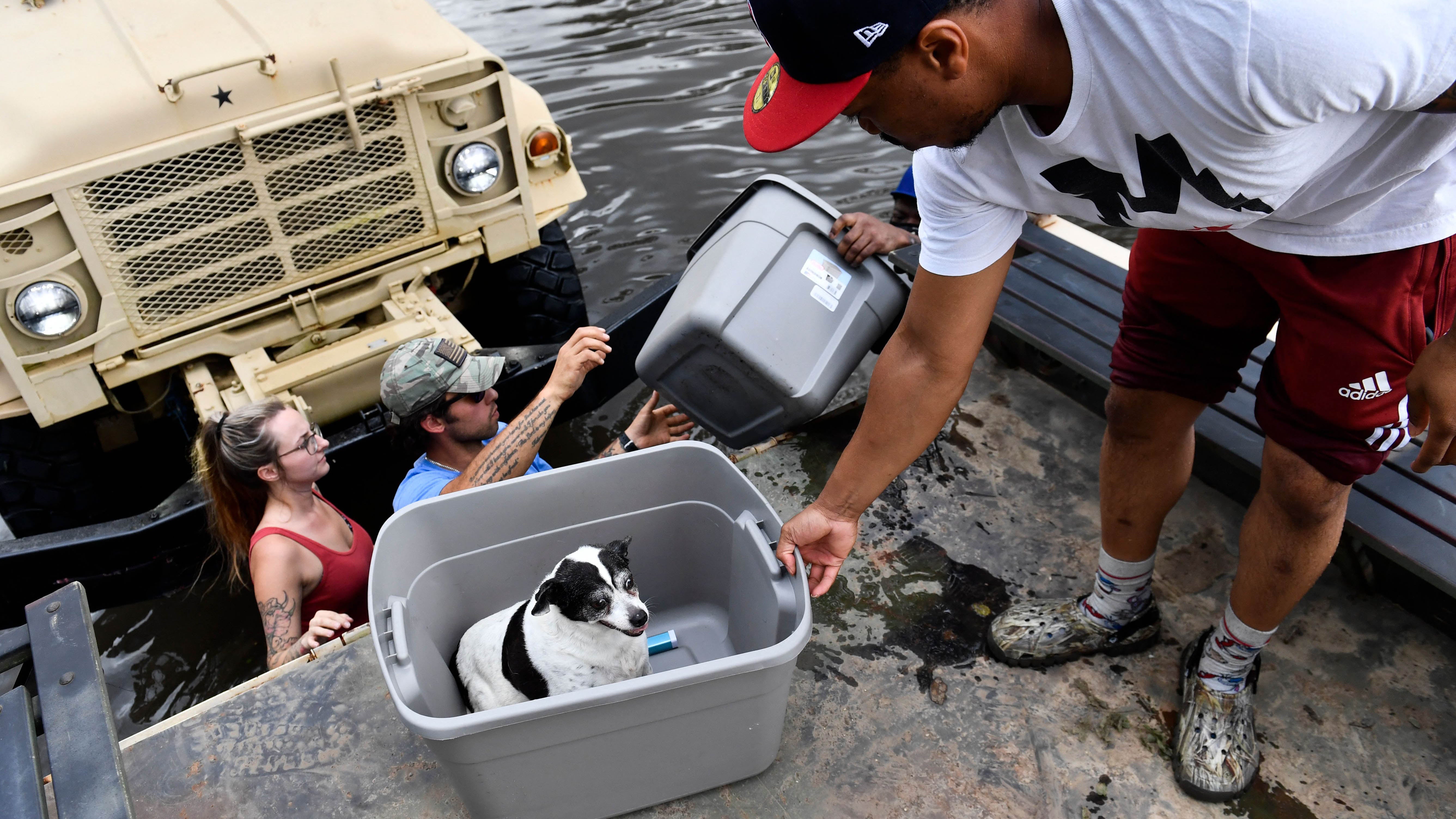How To Plan For Hurricane Season With Pets | Weather Underground