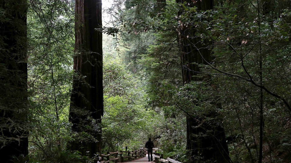 Falling Giant Redwood Tree Kills Man at Muir Woods National Monument ...