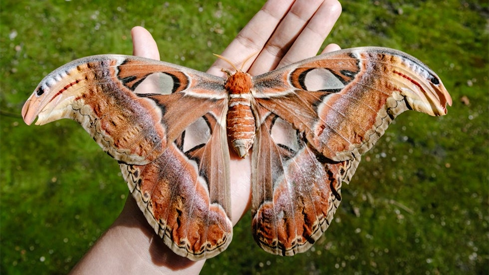 Huge Tropical Moth Found In Washington State - Videos from The Weather ...