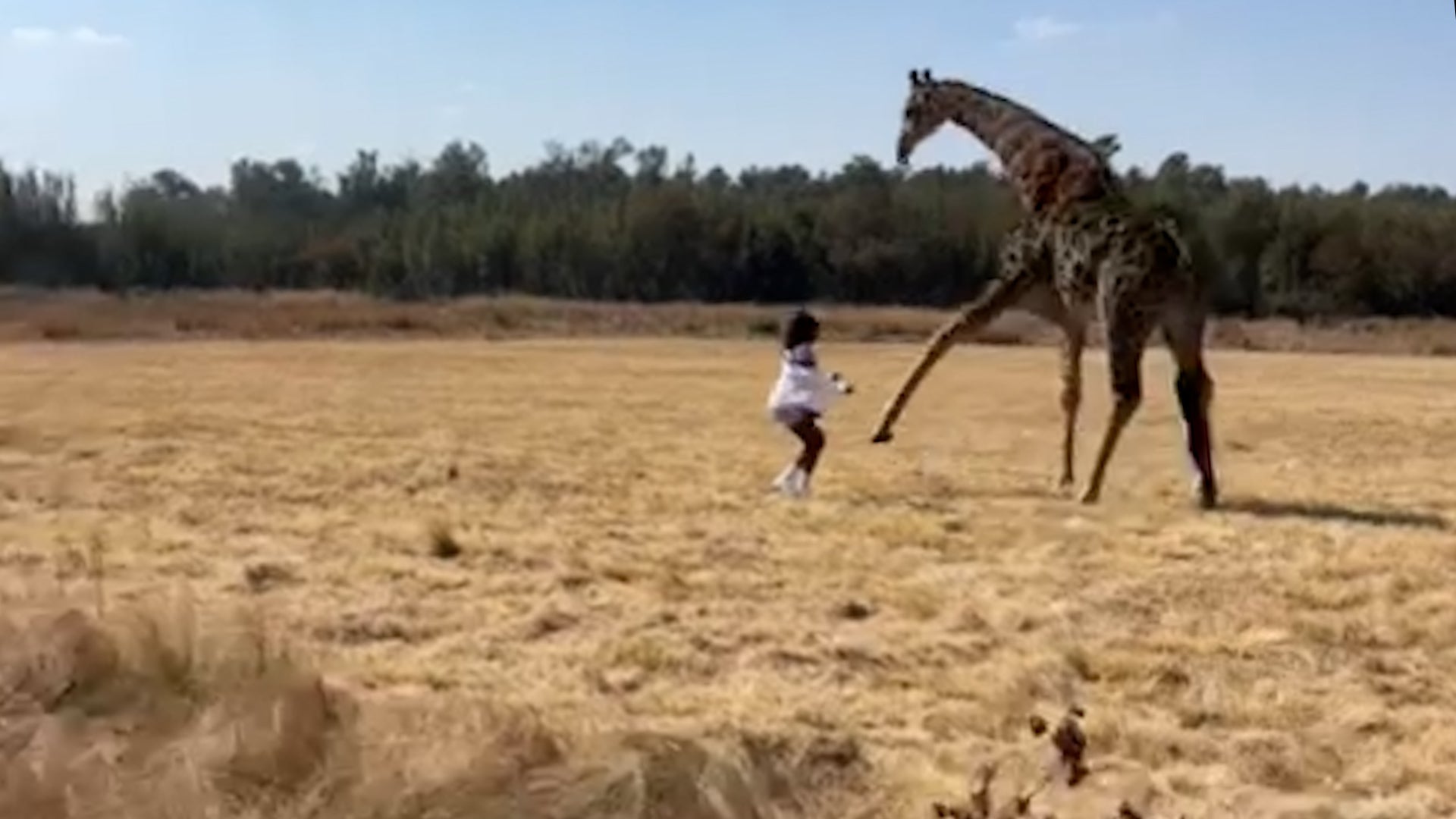 Giraffe Lets Woman Know She's Too Close - Videos from The Weather Channel