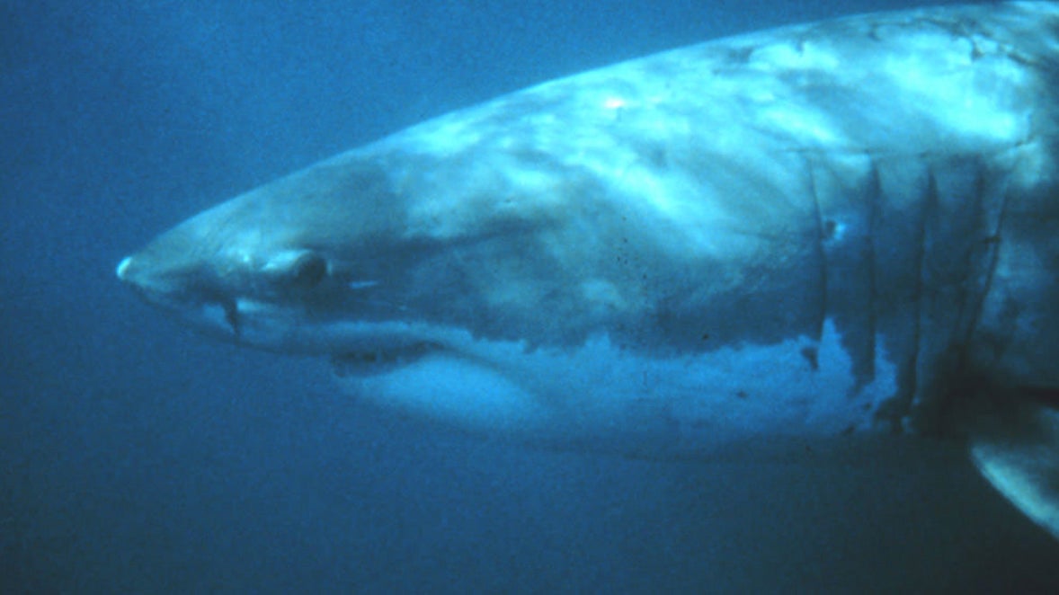 Climate Change Is Moving Young Great White Sharks Farther North In ...