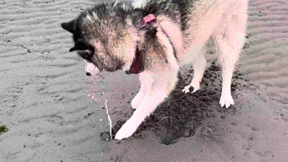 Curious Husky Gets Big Surprise - Videos from The Weather Channel