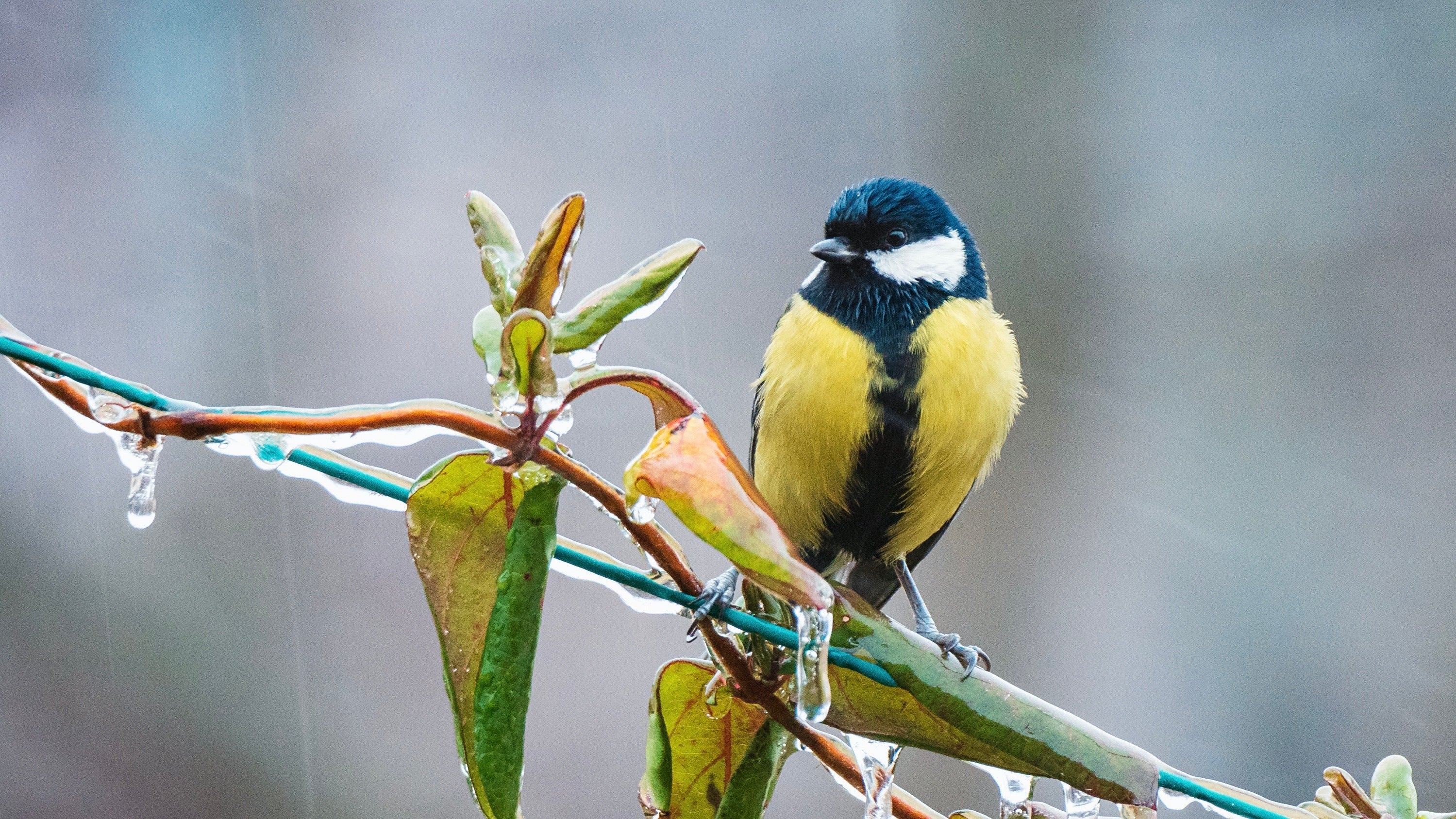 Weather Words: Sleet Vs. Freezing Rain | Weather.com