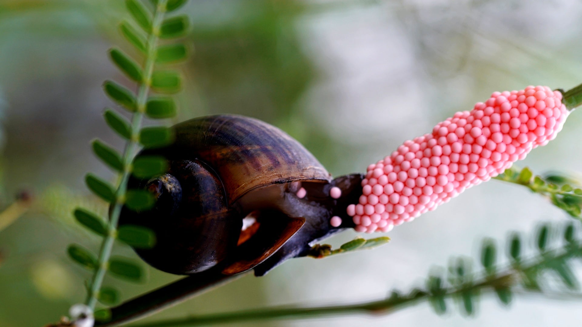 Invasive Snails Infest NC - Videos from The Weather Channel