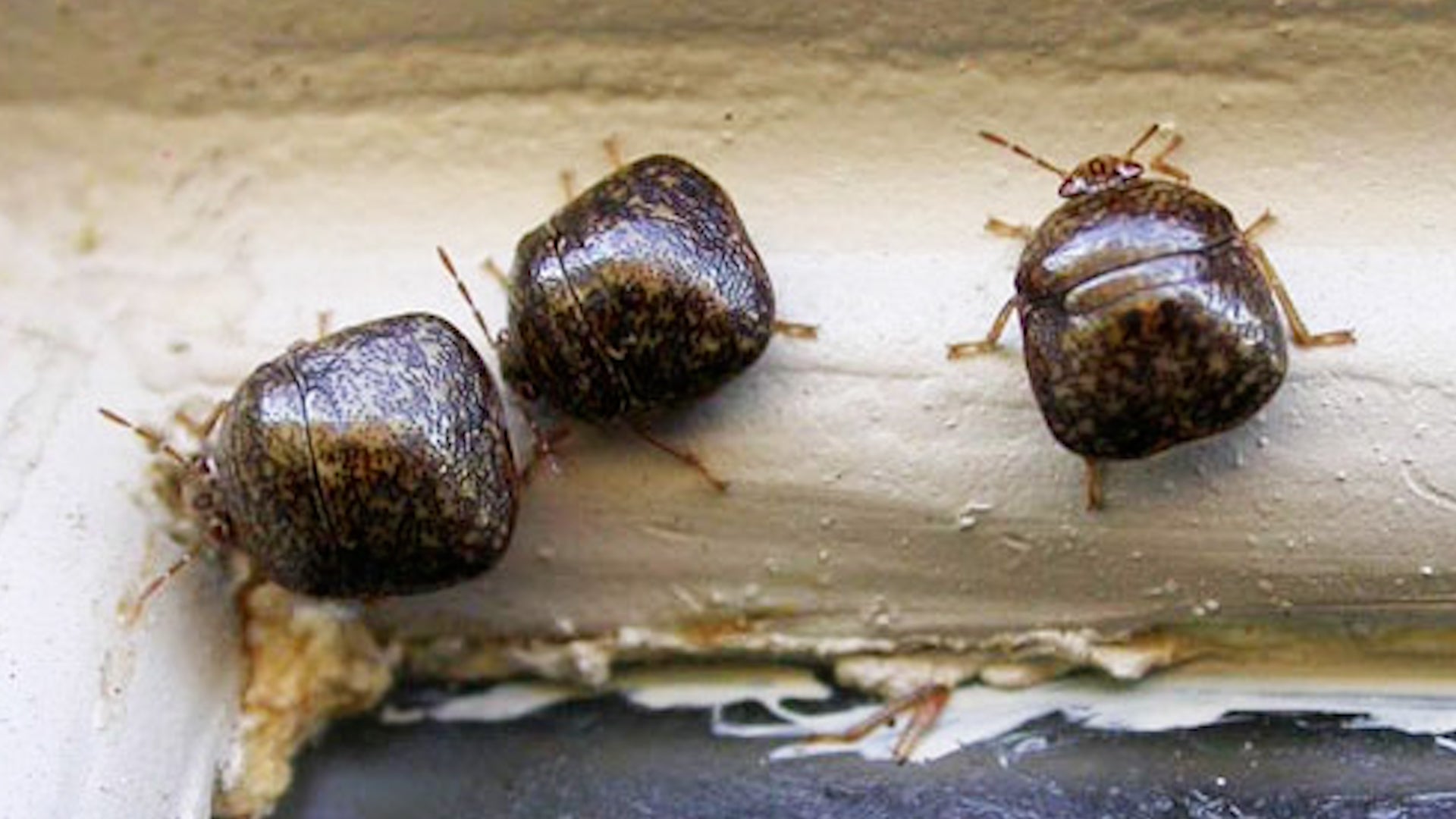 Penguin Population Sees Sharp Decline In Parts Of East Antarctica ...