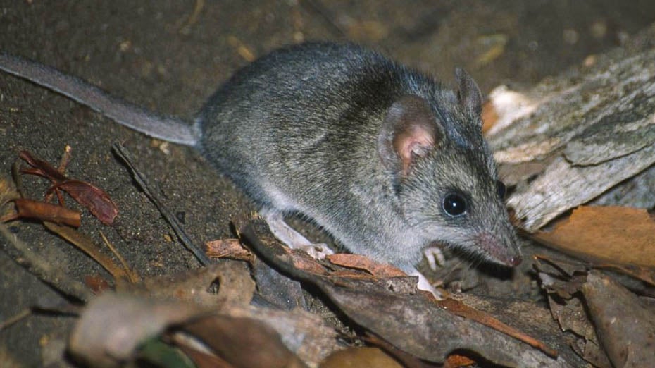 More Than 100 Species on List of Animals That Need 'Urgent Attention ...